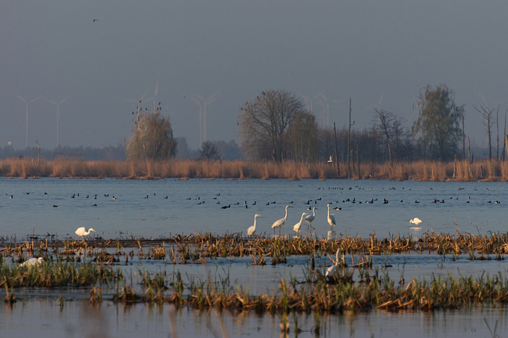 Restoration and return in the Oder Delta — Rewilding Europe