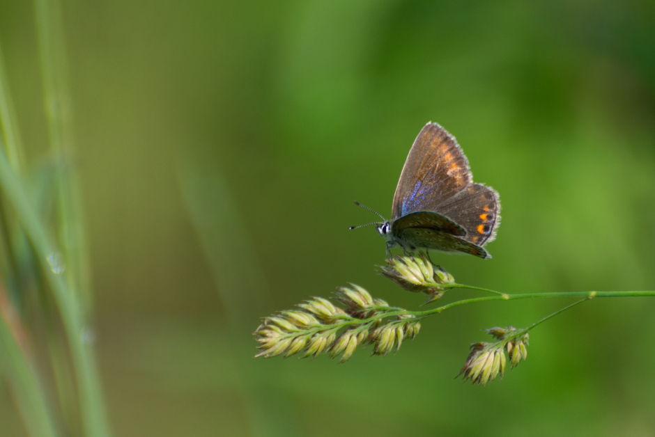 Restoration and return in the Oder Delta — Rewilding Europe
